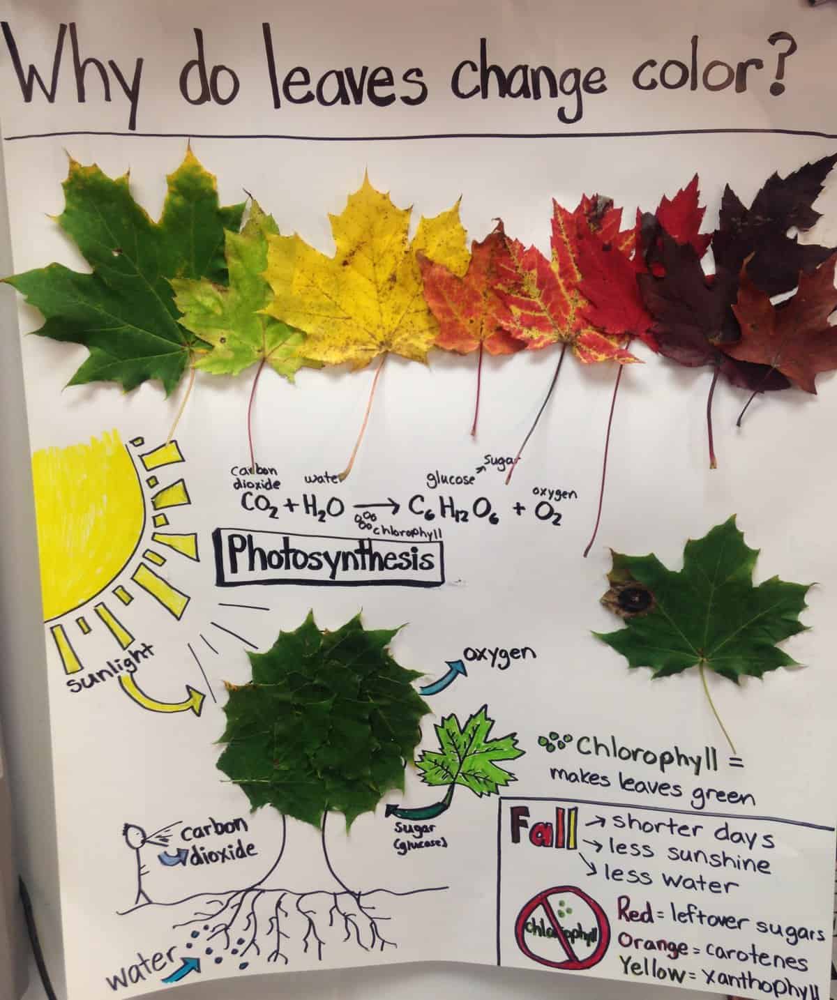 Why Do Leaves Change Color In The Fall Embracing Motherhood