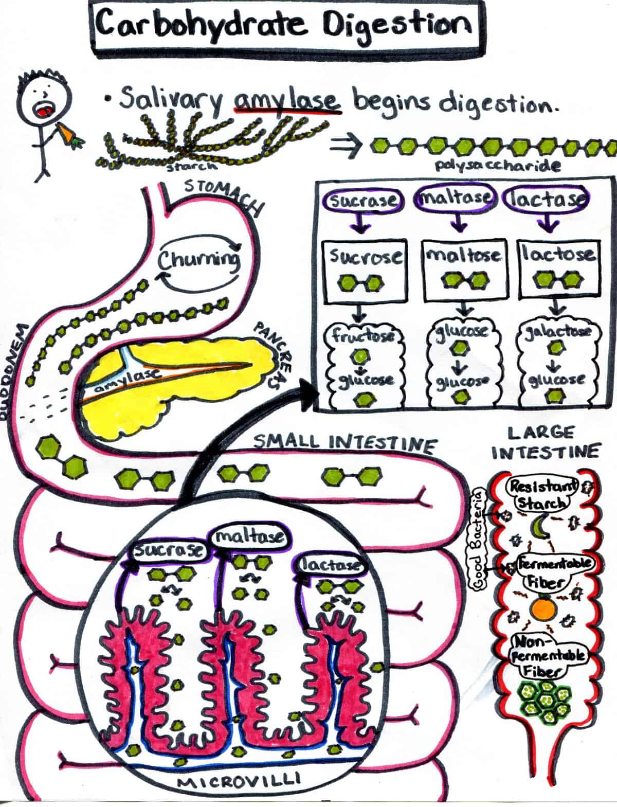 The Mysteries of Digestion Unraveled | Embracing Motherhood